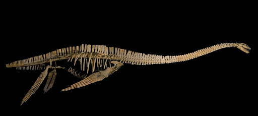 Zarafasaura oceanis — Google Arts & Culture