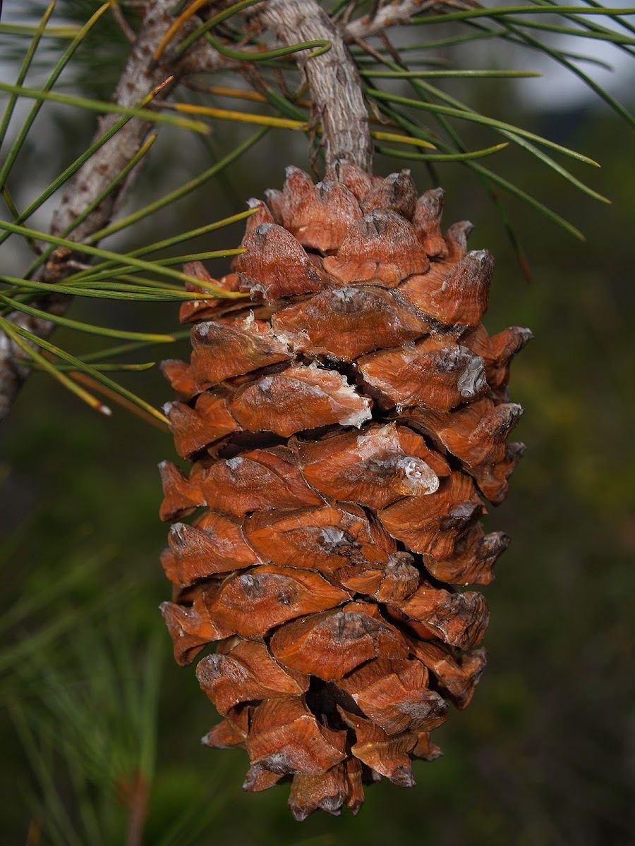 Nelson's Pinyon | Project Noah