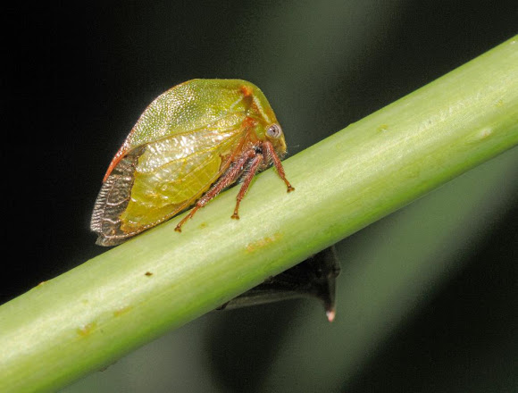 Buffalo treehoppers | Project Noah