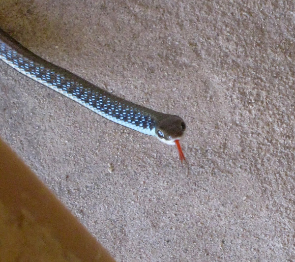 Common Bronzeback | Project Noah