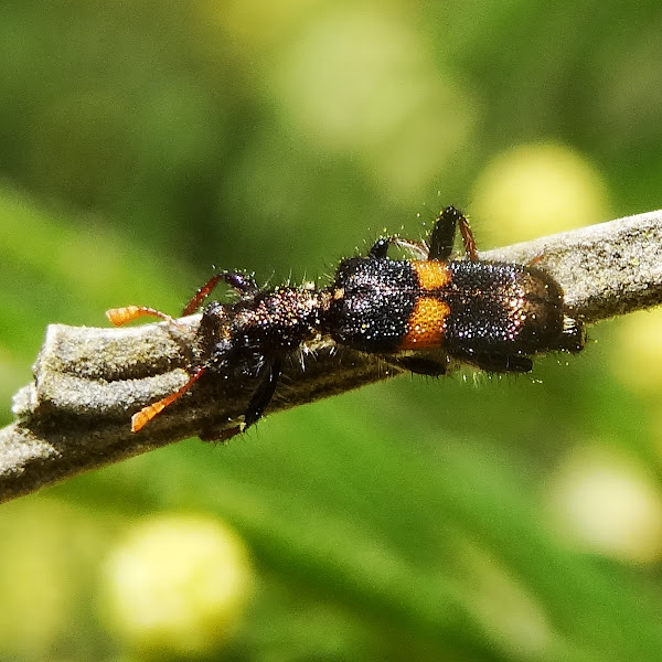 Clerid beetle | Project Noah