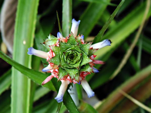 Dwarf Pineapple | Project Noah