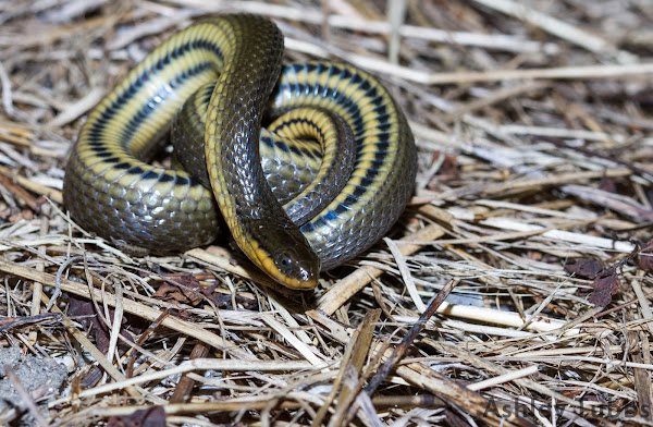 Glossy Crayfish Snake | Project Noah