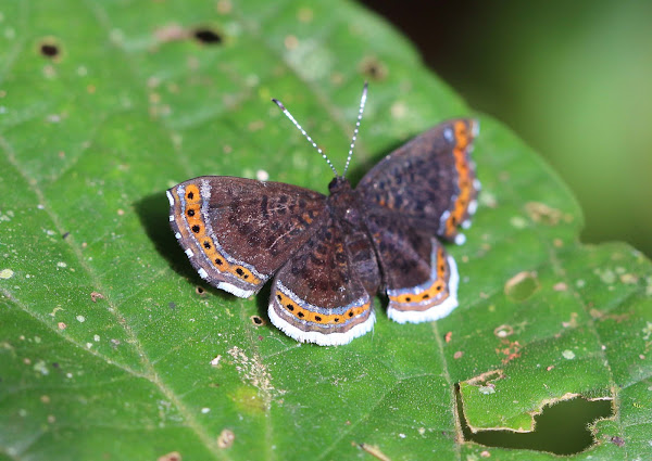 Metalmark Butterfly | Project Noah