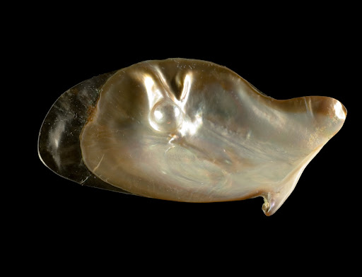 Pearl oyster (Pteria penguin) — Google Arts & Culture