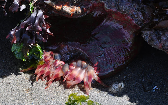 Christmas Anemone | Project Noah