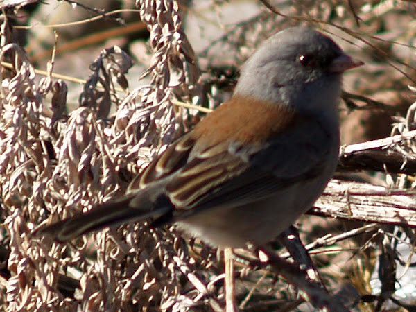 Gray-headed Junco | Project Noah
