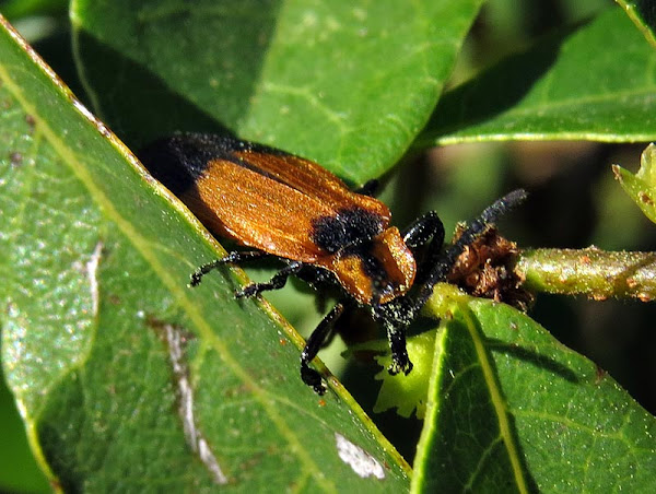 Netwing beetle | Project Noah