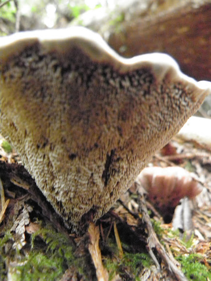 Bloody tooth mushroom | Project Noah