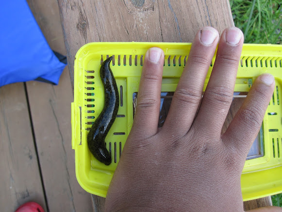 Leech | Project Noah