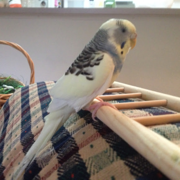Hobo Jo the Budgie | Project Noah
