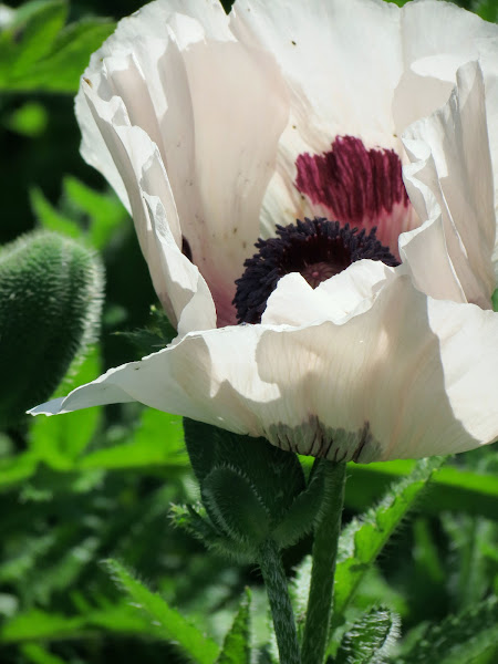 Poppy | Project Noah