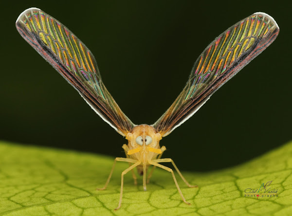 Derbid Planthopper | Project Noah