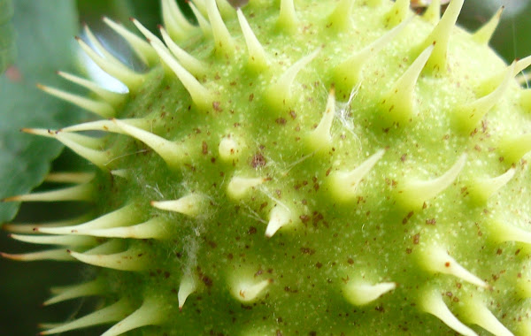 castaño de indias (fruto) | Project Noah