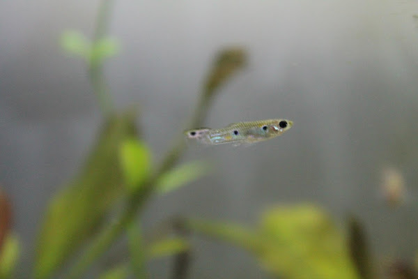 Wild Guppy | Project Noah
