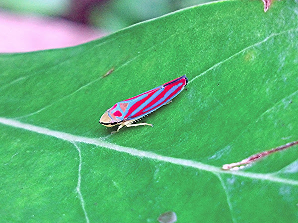 Red-banded Leafhopper | Project Noah
