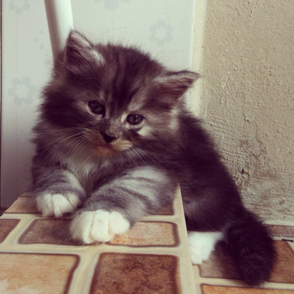 DLH Kitten | Project Noah