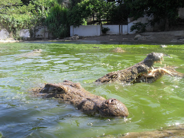 Nile Crocodile | Project Noah