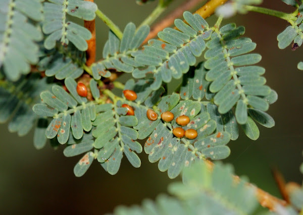Shield Bug Eggs | Project Noah
