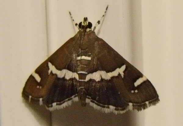 Hawaiian Beet Webworm Moth | Project Noah