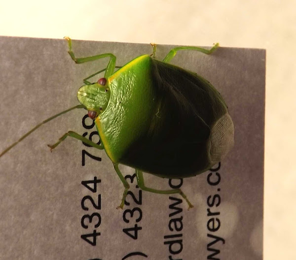 Green Potato Bug | Project Noah
