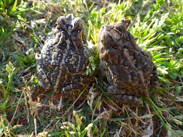 Southern Toad | Project Noah