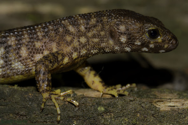 Prickly Forest Skink | Project Noah