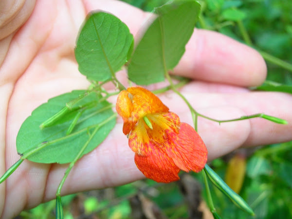 Jewel Weed | Project Noah
