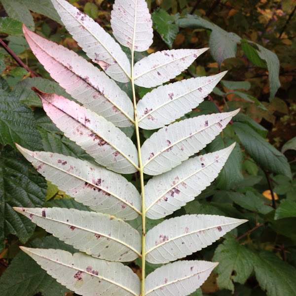 Sumac | Project Noah