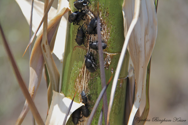 Yucca Weevil (Mating) | Project Noah