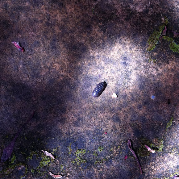 Pill bug | Project Noah