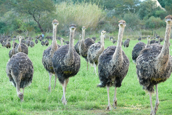 Common Ostric | Project Noah