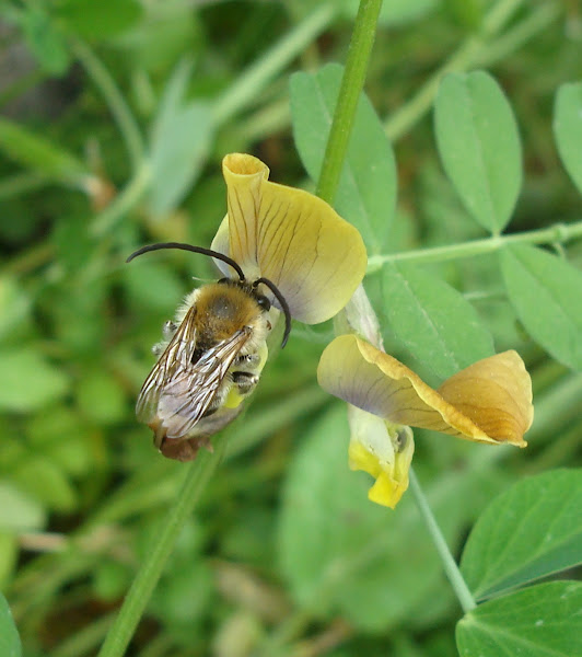 Longhorn Bee ♂ | Project Noah