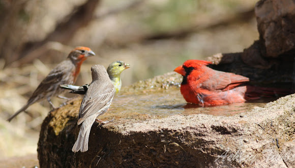 Northern Cardinal, American Goldfinch, and House Finches | Project Noah