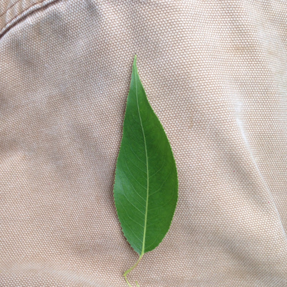 Narrowleaf Cottonwood | Project Noah