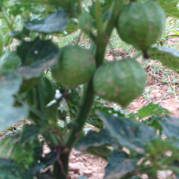 Smooth Ground Cherry | Project Noah
