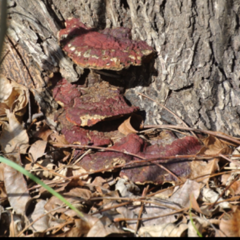Bracket Fungus | Project Noah