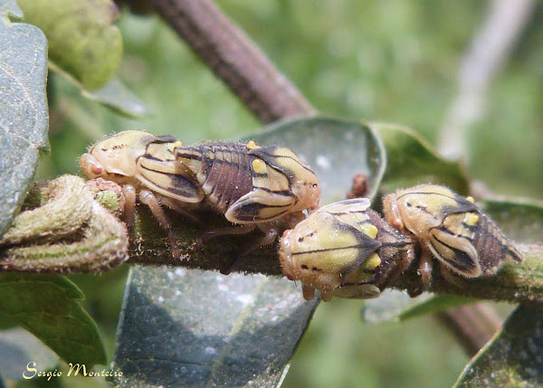 Treehopper nymphs | Project Noah