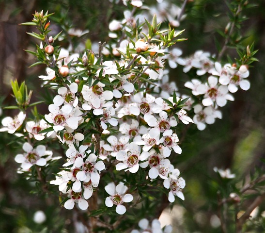 Prickly Tea-tree | Project Noah