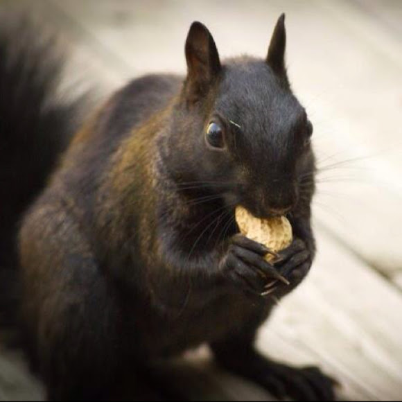 Black Eastern Gray squirrel | Project Noah