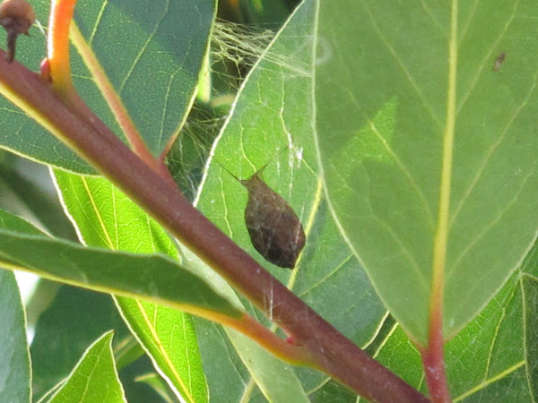 Two-spined Spider | Project Noah