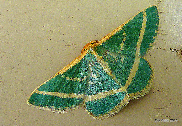 Emerald Moth | Project Noah