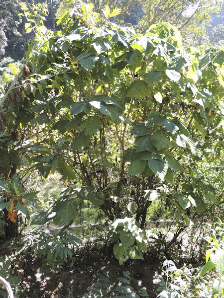 Chichicaste | Project Noah