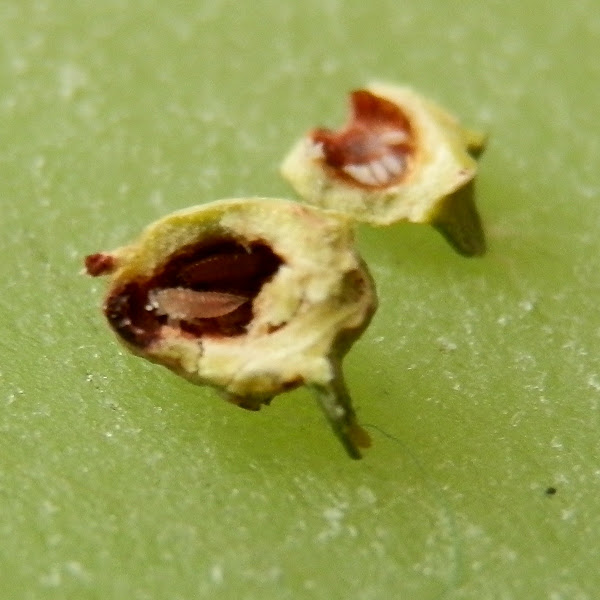 Acacia Midge Galls | Project Noah