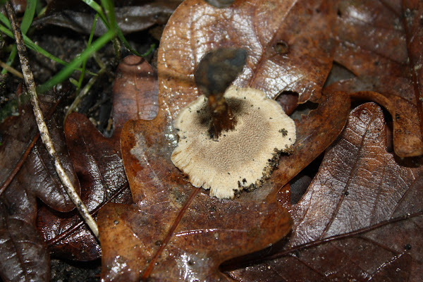 Ischnoderma benzoinum | Project Noah