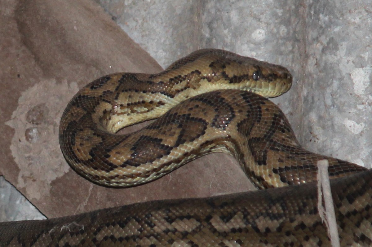 Carpet Python | Project Noah