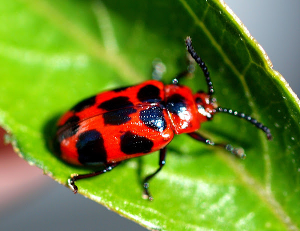 Nine Spotted Leaf Beetle | Project Noah