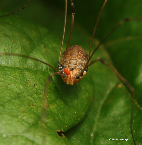 Harvestman | Project Noah