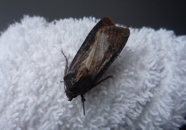 Polilla de la ropa | Project Noah