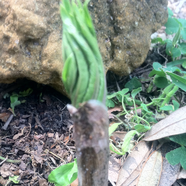 Elephant foot yam, Stink lilly | Project Noah